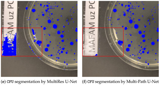 Multi-Path U-Net Architecture for Cell and Colony-Forming Unit Image Segmentation