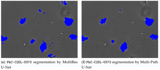 Multi-Path U-Net Architecture for Cell and Colony-Forming Unit Image Segmentation