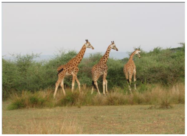 A Dynamic Four-Step Data Security Model for Data in Cloud Computing ...