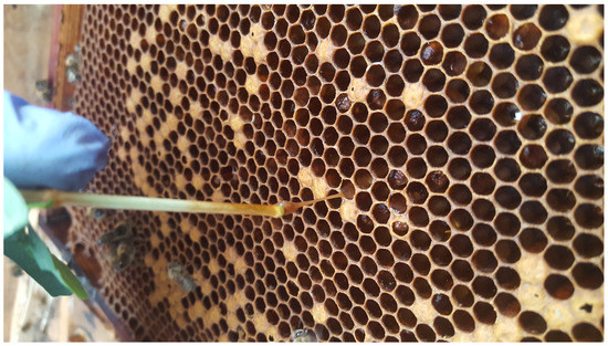 In-Field Detection of American Foulbrood (AFB) by Electric Nose Using ...