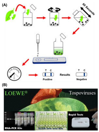 Gold Nanoparticles and Plant Pathogens: An Overview and Prospective for ...