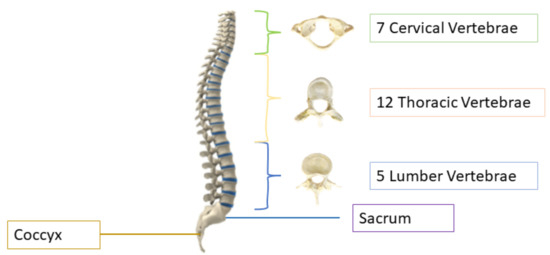 Localization and Edge-Based Segmentation of Lumbar Spine Vertebrae to ...