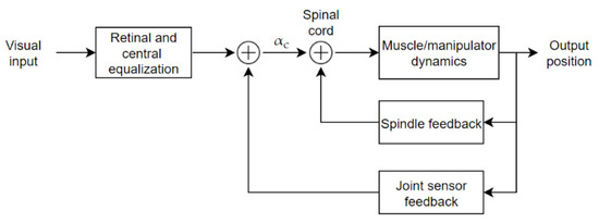 Human Control Model Estimation in Physical Human–Machine Interaction: A ...