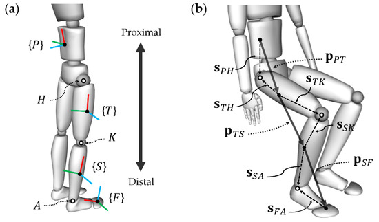 Wearable IMMU-Based Relative Position Estimation between Body Segments ...
