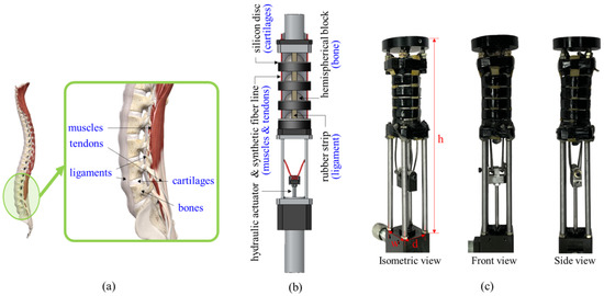 Spine-like Joint Link Mechanism to Design Wearable Assistive Devices