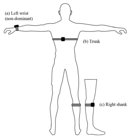 Rugby Positions Body Types