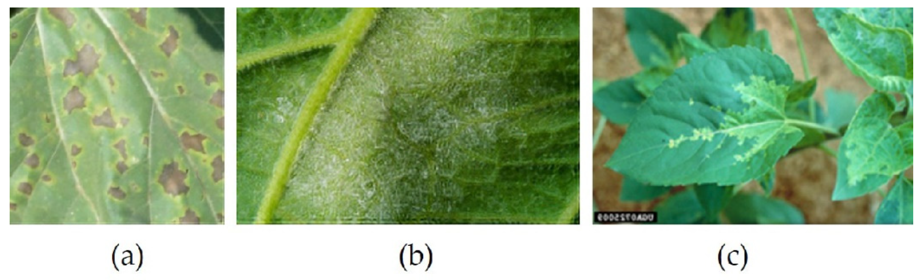 Upper and Lower Leaf Side Detection with Machine Learning Methods