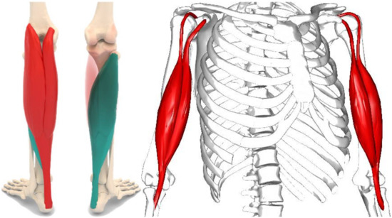 Classifying Muscle States with One-Dimensional Radio-Frequency Signals ...