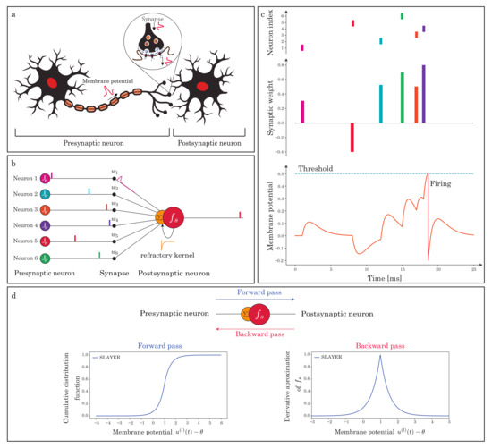 Rethinking the Role of Normalization and Residual Blocks for Spiking ...