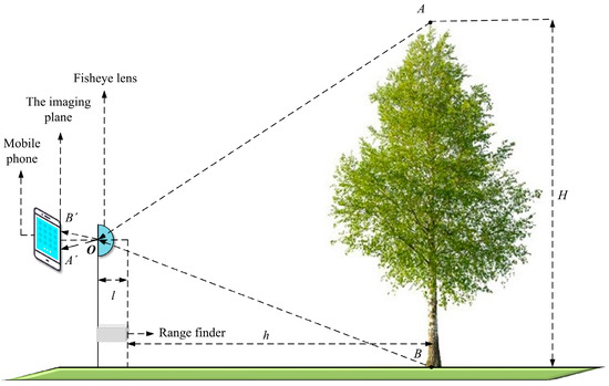 Fisheye Image Detection of Trees Using Improved YOLOX for Tree Height Estimation