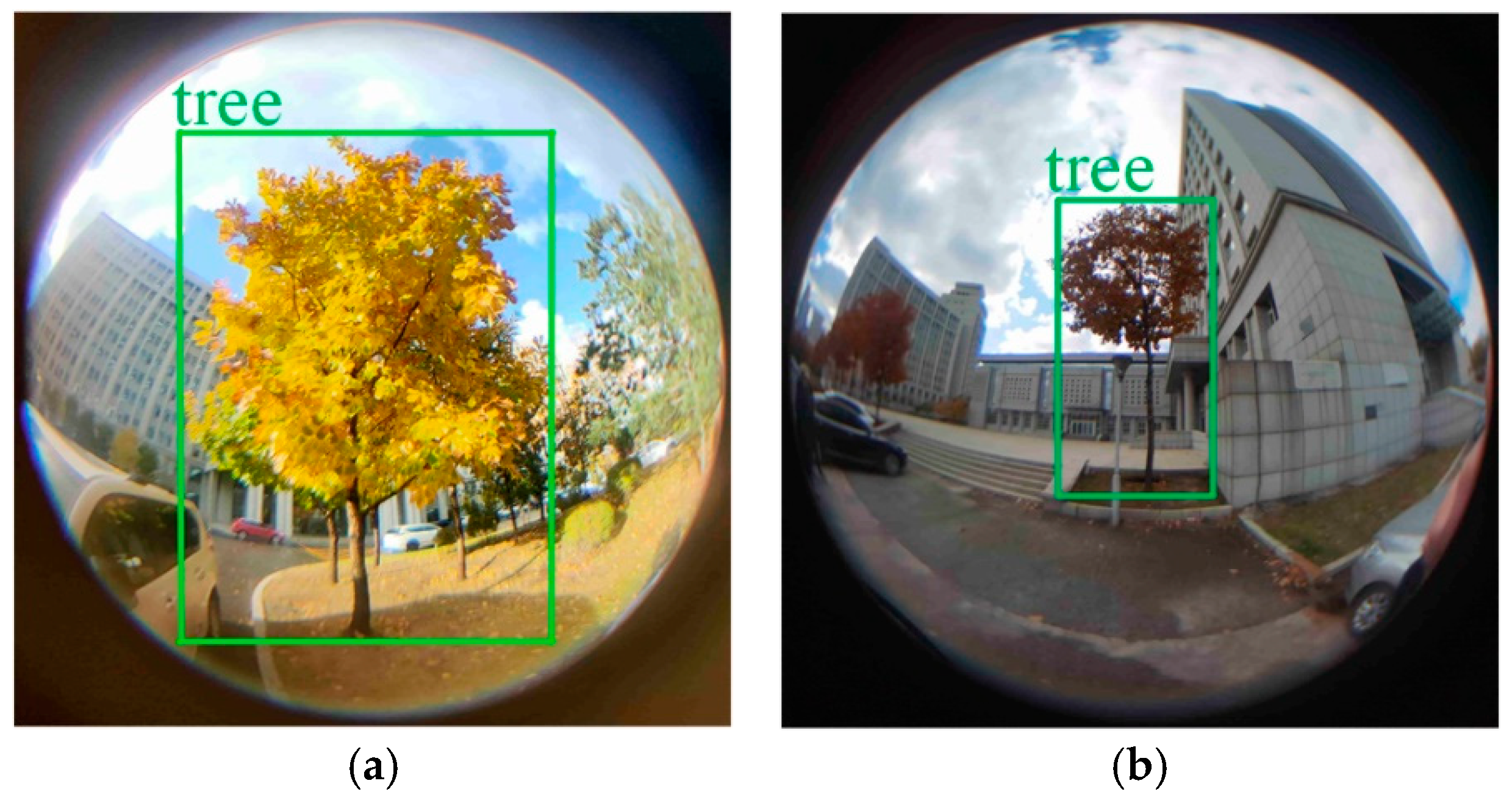 Wide Angle Vs Fisheye