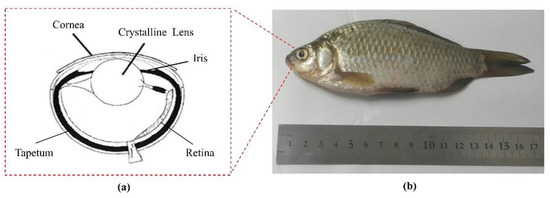 Design and Micro-Fabrication of Focused High-Frequency Needle ...