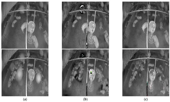 GAN-Based Video Denoising with Attention Mechanism for Field-Applicable Pig Detection System