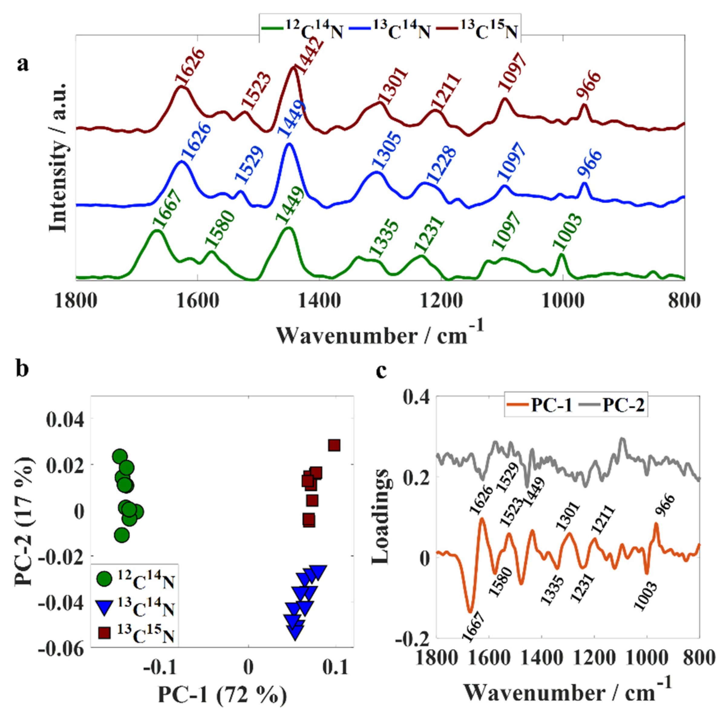 Simultaneous Raman and Infrared Spectroscopy of Stable Isotope Labelled ...