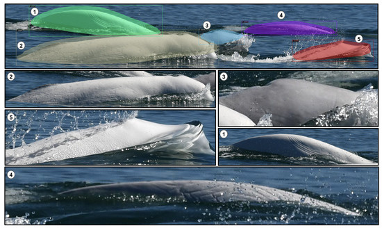 Machine-Learning Approach for Automatic Detection of Wild Beluga Whales ...