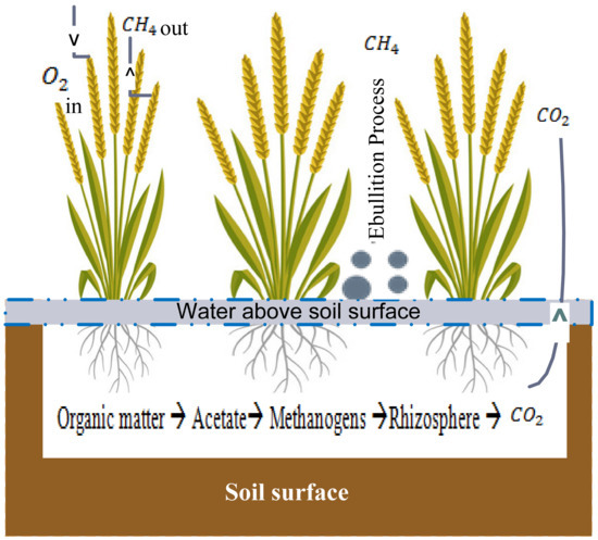 Sensing and Analysis of Greenhouse Gas Emissions from Rice Fields to ...