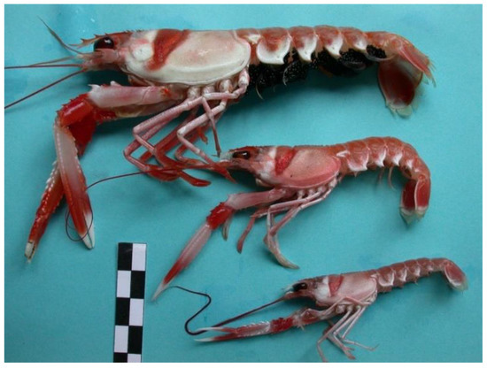 A Novel Detection Refinement Technique for Accurate Identification of ...