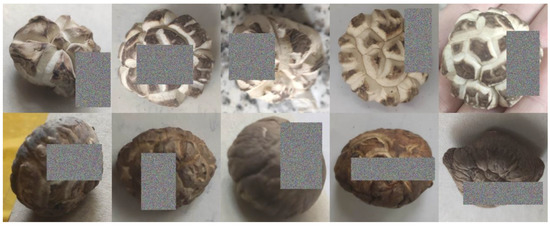 Deep-Learning-Based Wireless Visual Sensor System for Shiitake Mushroom Sorting