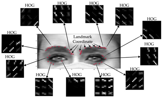 Emotion Recognition for Partial Faces Using a Feature Vector Technique