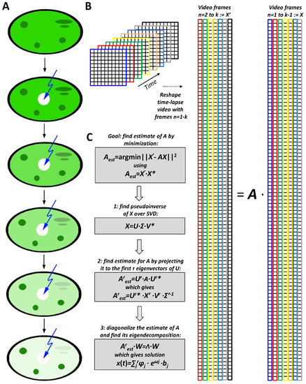 Dynamic Mode Decomposition of Fluorescence Loss in Photobleaching Microscopy Data for Model-Free ...