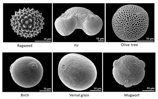 Towards an Automatic Pollen Detection System in Ambient Air Using Scattering Functions in the ...