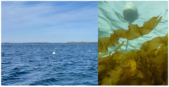 A System for Autonomous Seaweed Farm Inspection with an Underwater Robot