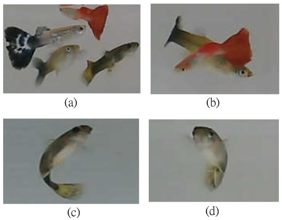 Applying Image Recognition and Tracking Methods for Fish Physiology ...