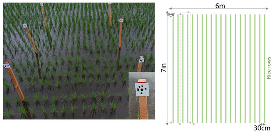 Image-Based Phenotyping for Non-Destructive In Situ Rice (Oryza sativa ...