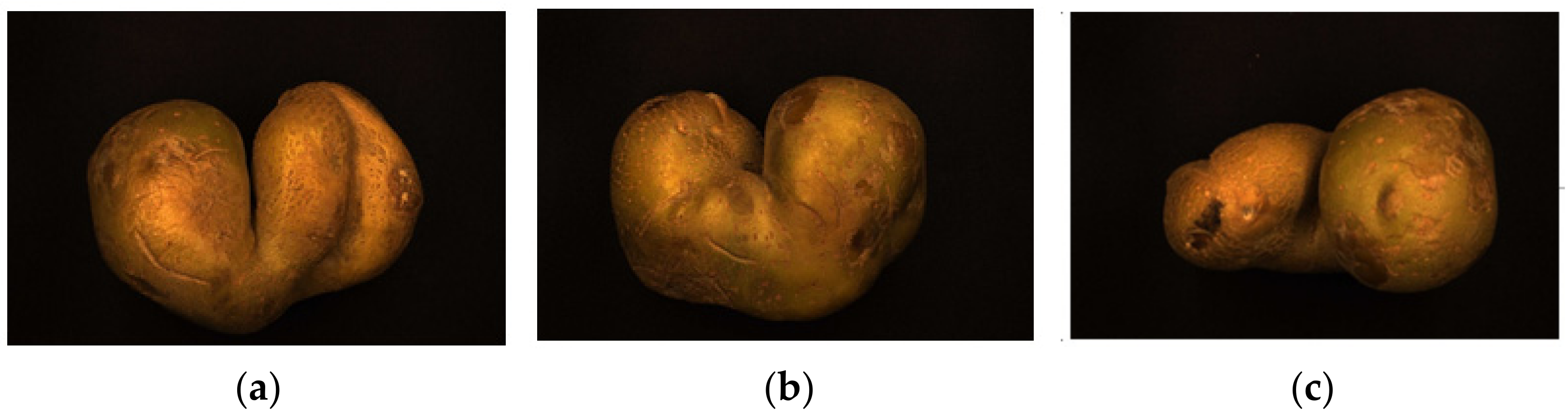 Identifying Irregular Potatoes Using Hausdorff Distance and Intersection over Union