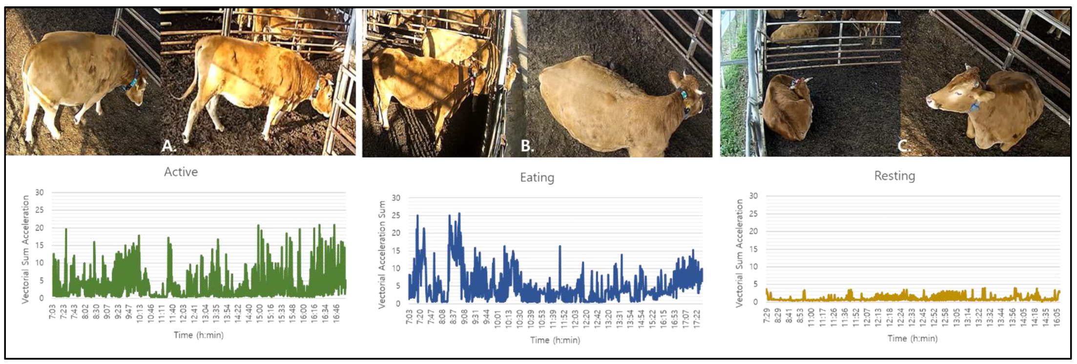 High Precision Classification of Resting and Eating Behaviors of Cattle by Using a Collar-Fitted ...