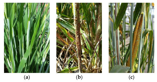 Image Classification of Wheat Rust Based on Ensemble Learning