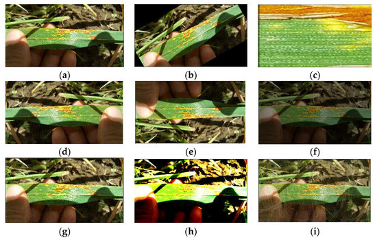 Image Classification of Wheat Rust Based on Ensemble Learning