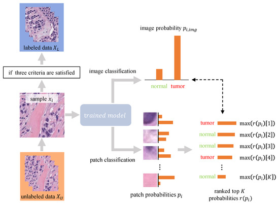 Using Sparse Patch Annotation for Tumor Segmentation in ...