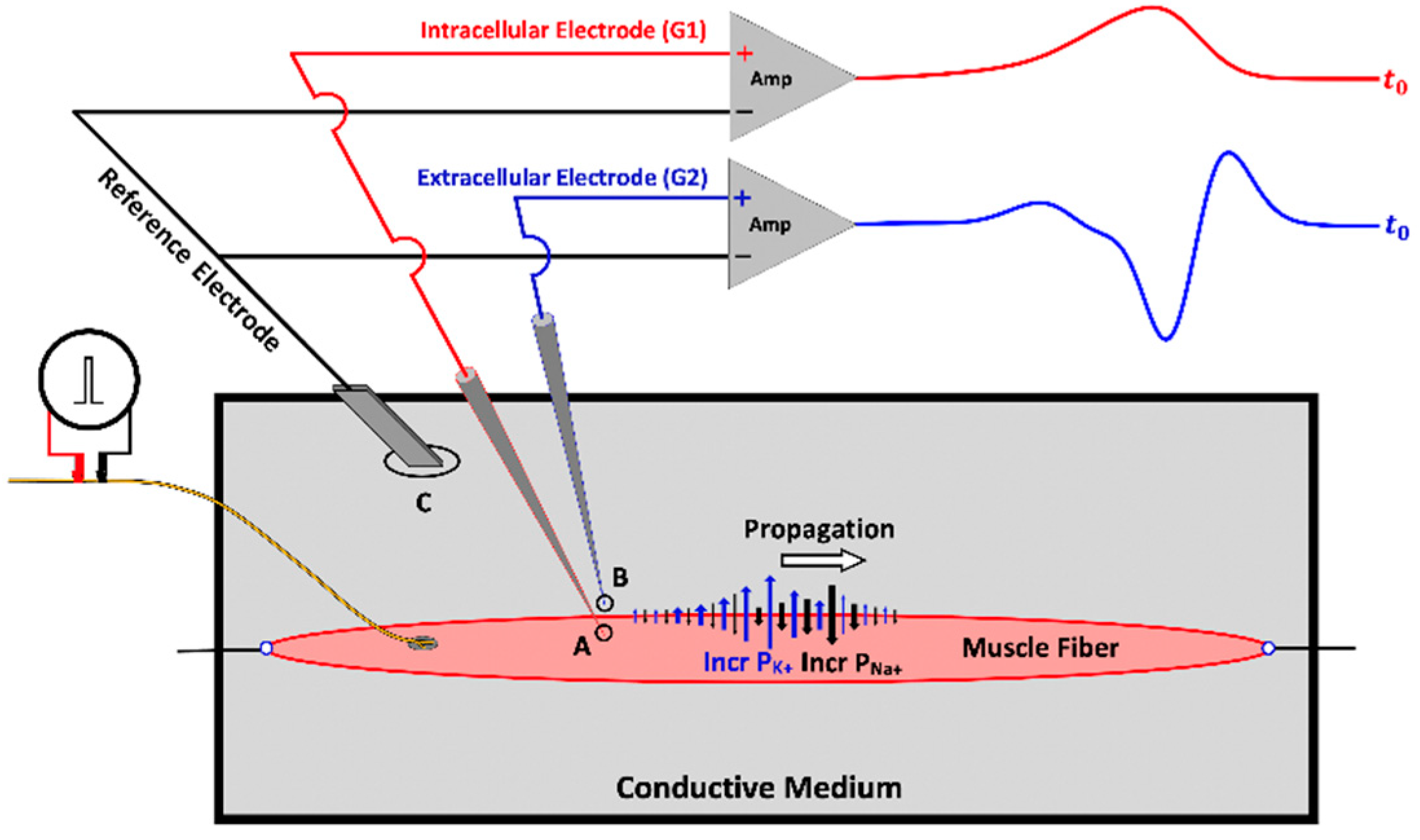 Sensors Free Full Text Teaching Essential Emg Theory To Kinesiologists And Physical