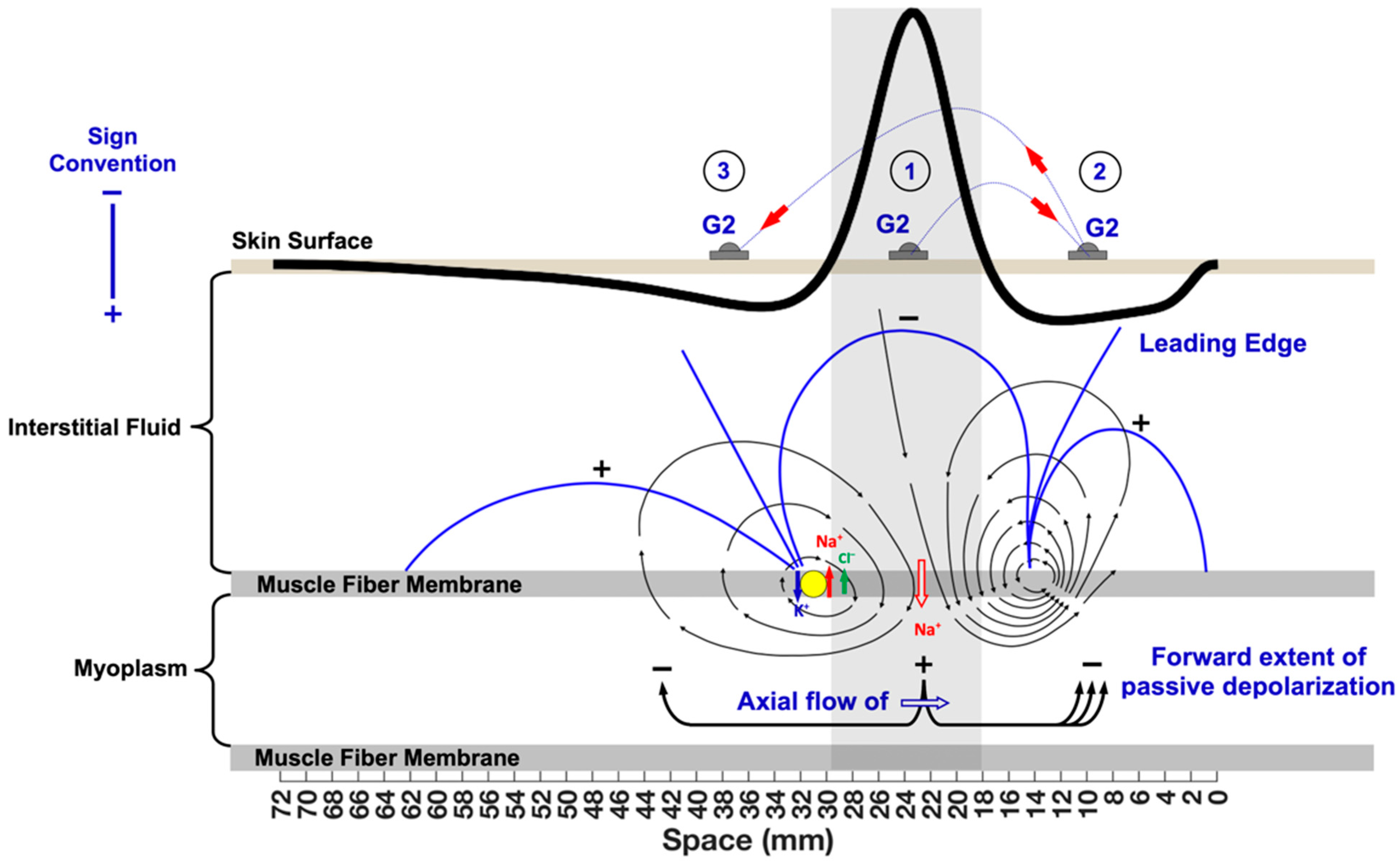 Sensors | Free Full-Text | Teaching Essential EMG Theory to Kinesiologists and Physical ...