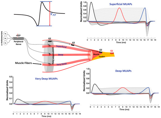 Teaching Essential EMG Theory to Kinesiologists and Physical Therapists ...