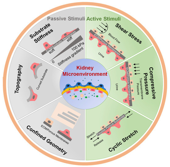 Kidney-on-a-Chip: Mechanical Stimulation and Sensor Integration