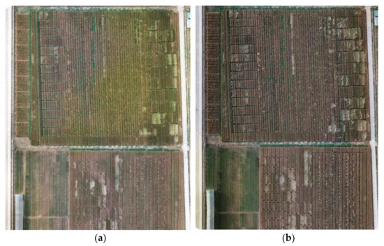 Monitoring Wheat Lodging At Various Growth Stages