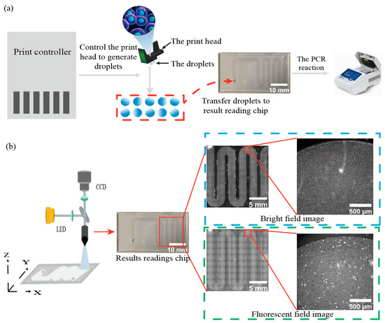 Image Segmentation and Quantification of Droplet dPCR Based on Thermal Bubble Printing Technology
