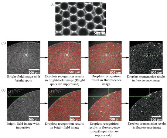 Image Segmentation and Quantification of Droplet dPCR Based on Thermal ...
