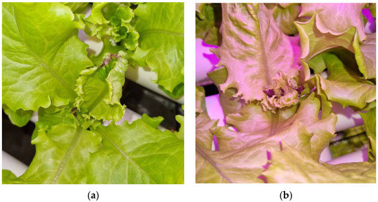 Detection of Tip-Burn Stress on Lettuce Grown in an Indoor Environment ...