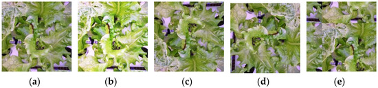 Detection of Tip-Burn Stress on Lettuce Grown in an Indoor Environment ...