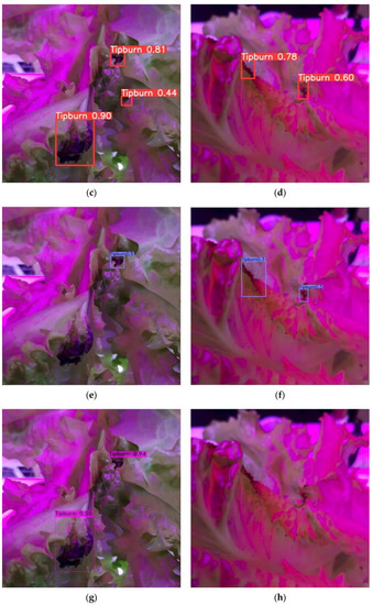 Detection of Tip-Burn Stress on Lettuce Grown in an Indoor Environment ...