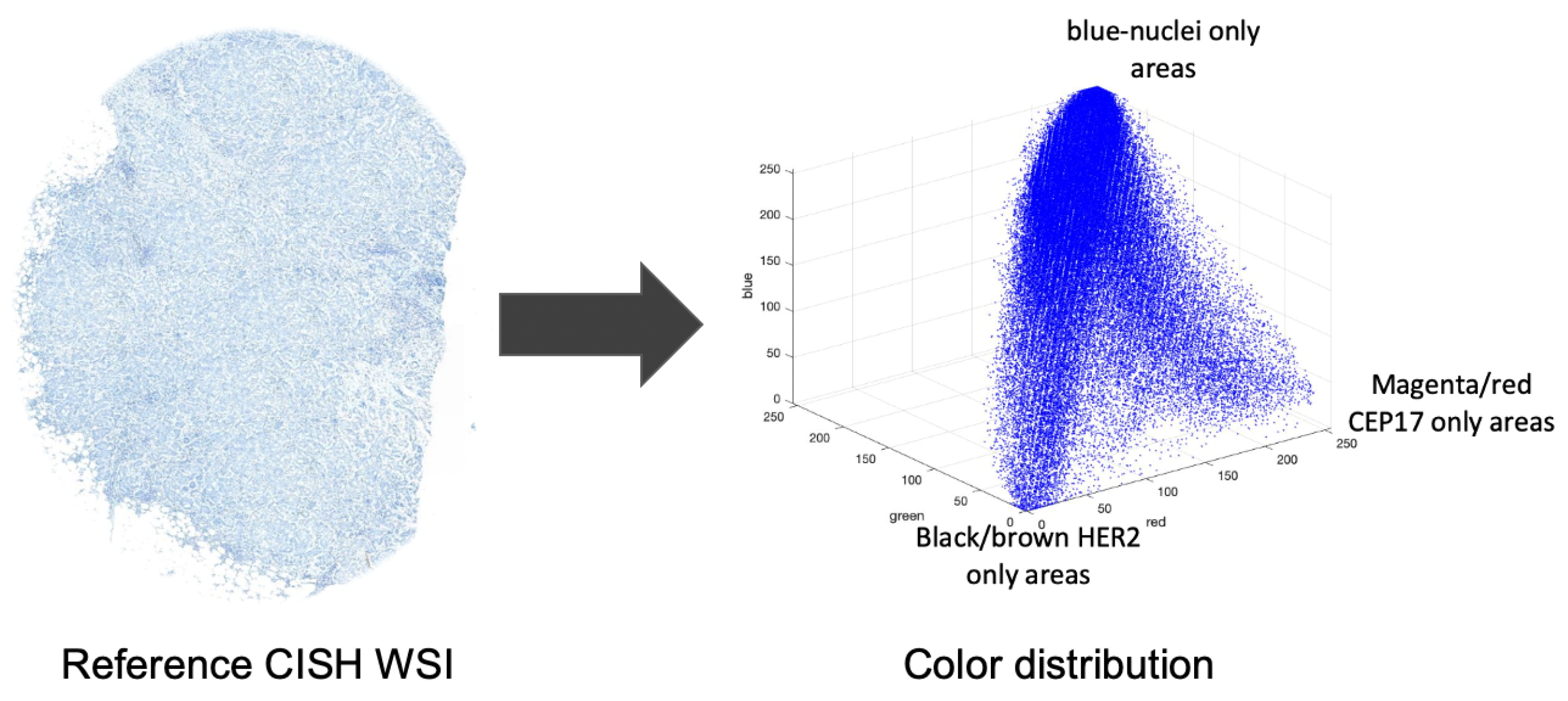 Sensors | Free Full-Text | Singular Nuclei Segmentation for Automatic HER2 Quantification Using ...