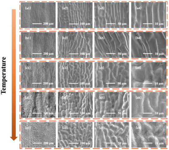 Ginkgo Leaf Inspired Fabrication of Micro/Nanostructures and Demonstration of Flexible Enzyme ...