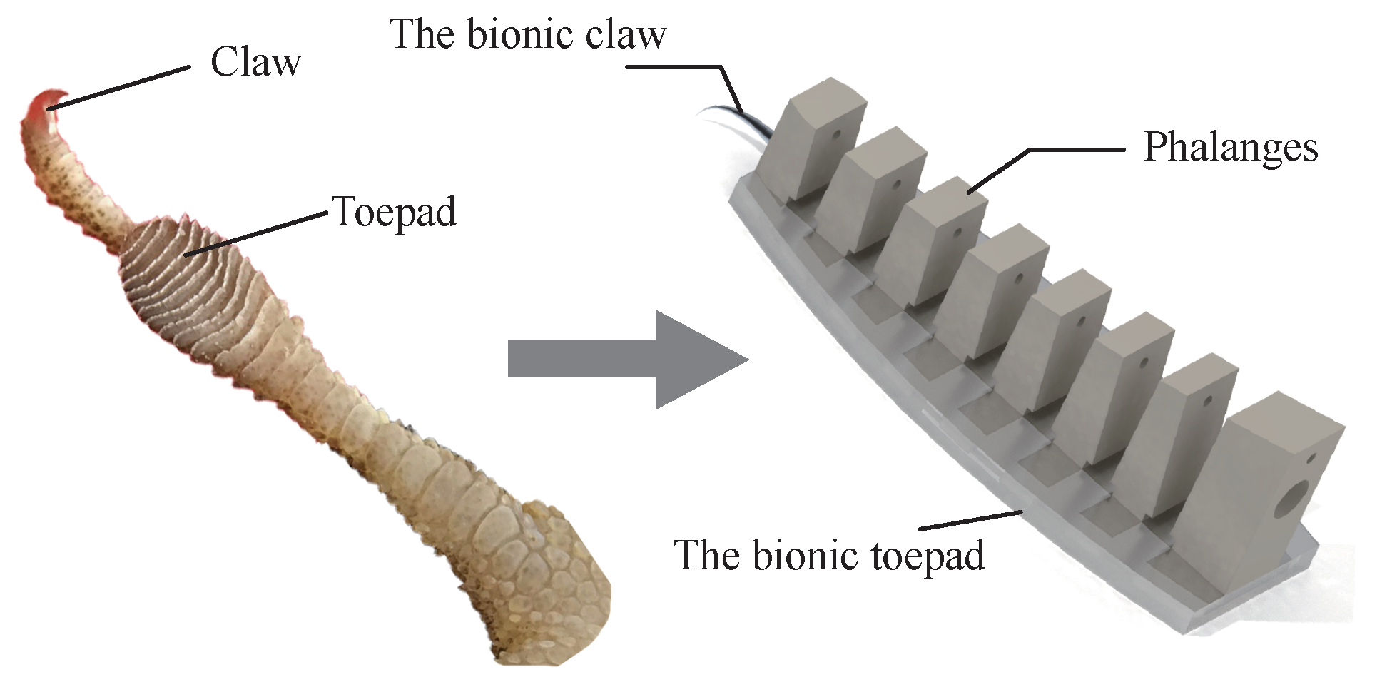 Wind Resistance Mechanism of an Anole Lizard-Inspired Climbing Robot