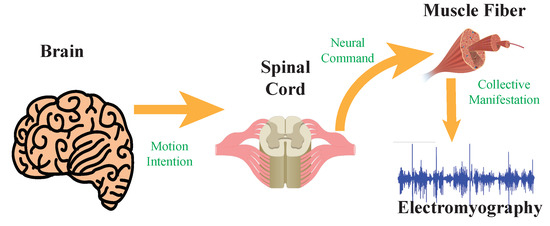 Sensors | Free Full-Text | Myoelectric Control Systems for Upper Limb ...