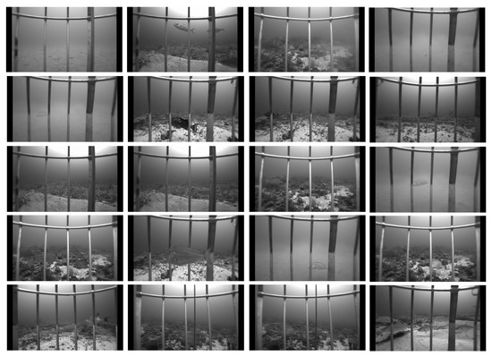 Sensors | Free Full-Text | Class-Aware Fish Species Recognition Using ...