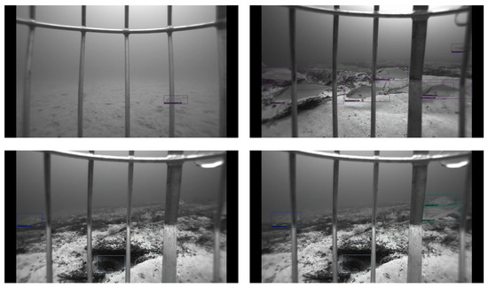 Sensors | Free Full-Text | Class-Aware Fish Species Recognition Using ...