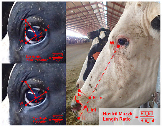 Improving the Reliability of Scale-Free Image Morphometrics in ...